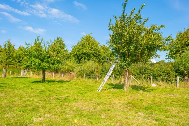 Apple Tree in a Meadow in Summer Stock Image - Image of nature ...
