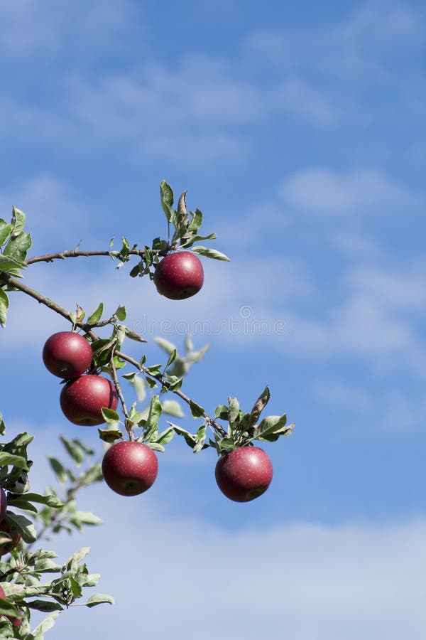 Apple pomace stock photo. Image of apple, decay, rest - 34291528
