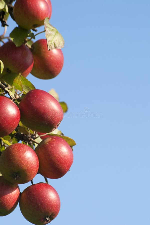 Apple tree stock image. Image of growth, harvest, garden - 6944963