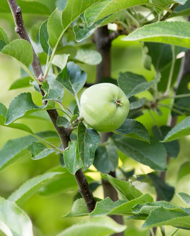 Apple on the Tree in Nature . Stock Photo - Image of foreground, season ...