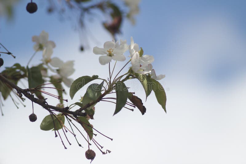 Apple tree stock photo. Image of trees, tree, document - 344816348