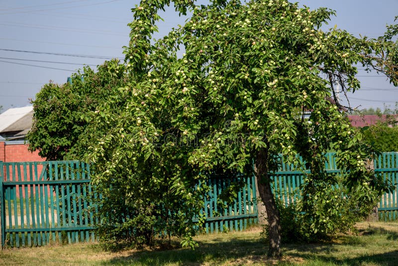 Apple-tree with yet Not Ripe Apples in Summer Sunny Stock Image - Image ...