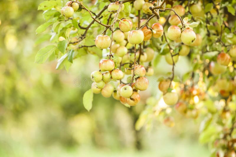 Apple Tree in Old Apple Orchard Stock Image - Image of organic ...