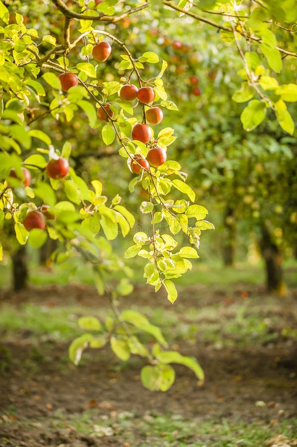 Apple Tree in Old Apple Orchard Stock Image - Image of vertical ...
