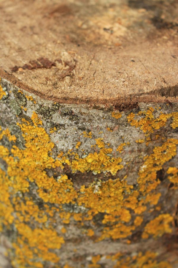 281 Old Apple Tree Stump Stock Photos - Free & Royalty-Free Stock ...