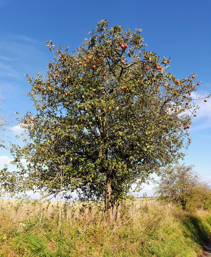 Apple tree stock photo. Image of full, clouds, fruits - 102612384