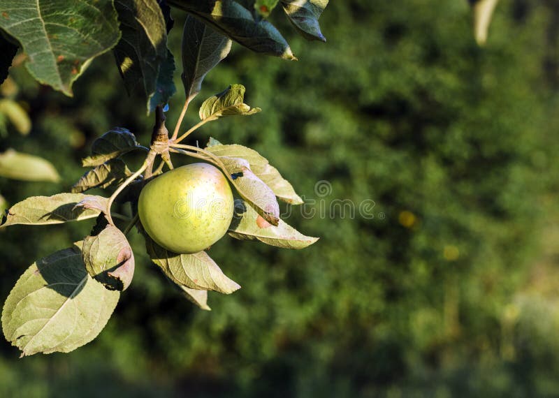 Apple on apple tree stock photo. Image of apple, farm - 229492666