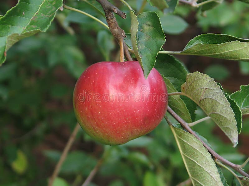 Yellow Apple Tree stock image. Image of grimes, apples - 1103945
