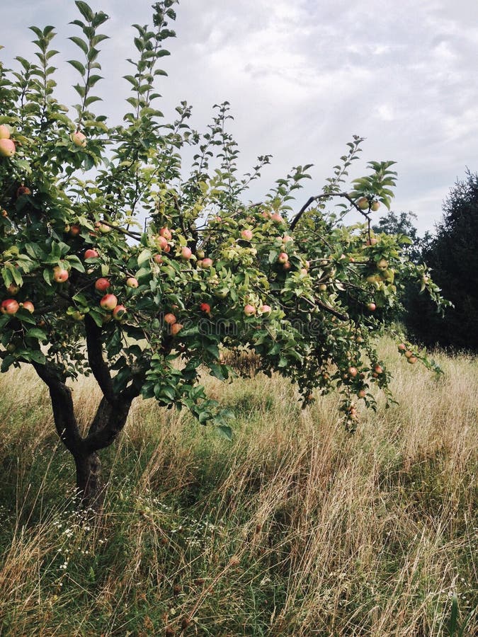 Apple tree in the orchard stock photo. Image of cloudy - 127129590