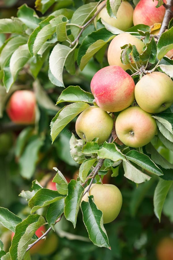 Apple tree in an orchard stock image. Image of fresh - 45264317