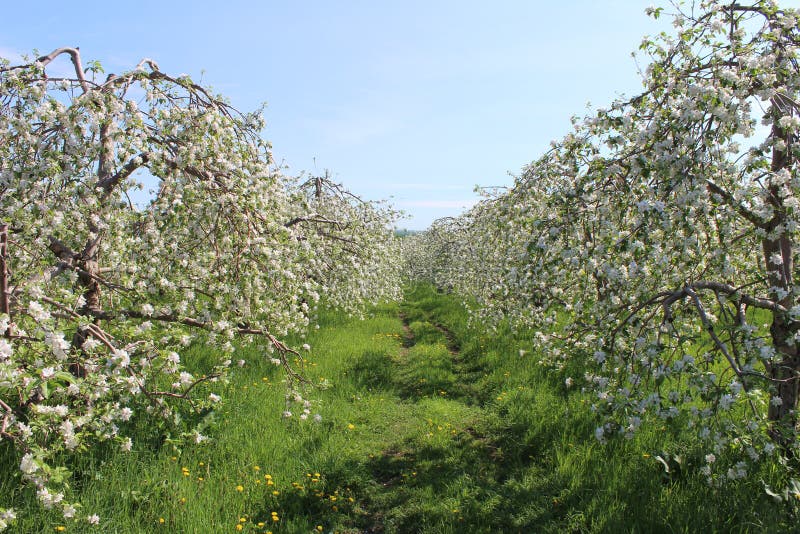 Apple Tree Orchard in Full Bloom Stock Photo - Image of rural, full ...