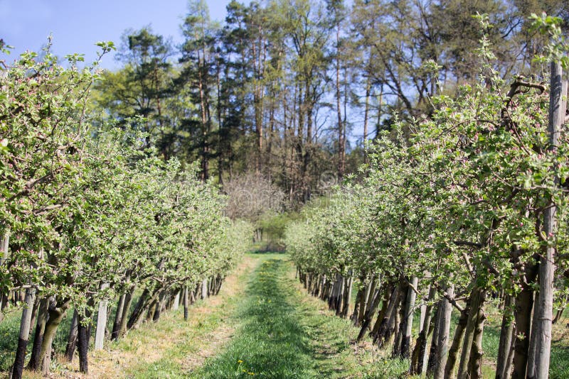 Apple Tree Orchard with Grass Path, Czech Landscape Stock Image - Image ...