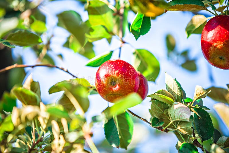 Akane Apples Growing on Tree Stock Image - Image of lifestyle ...