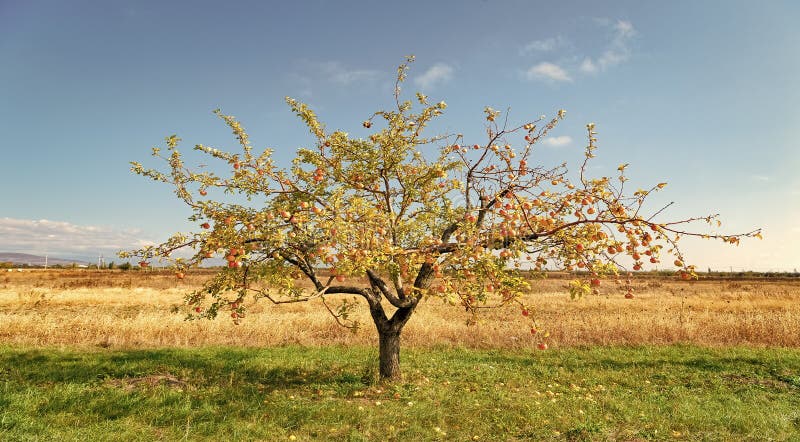 Apple Tree with Orchard Harvest of Fruit. Image of Apple Orchard ...