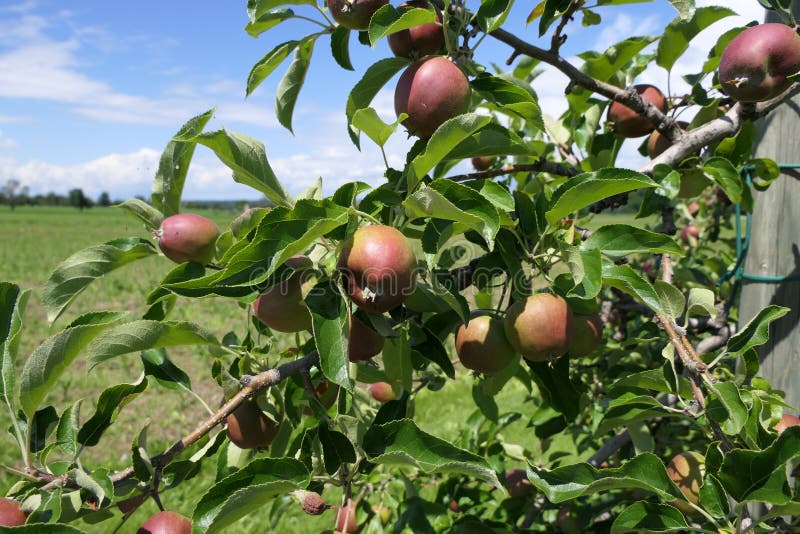 Orchard with Low Apple Trees Stock Image - Image of trees, organic ...