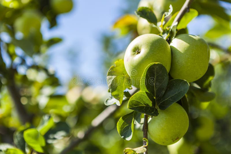 Apple Tree with a Two Apples Sharp in the Foreground Stock Photo ...