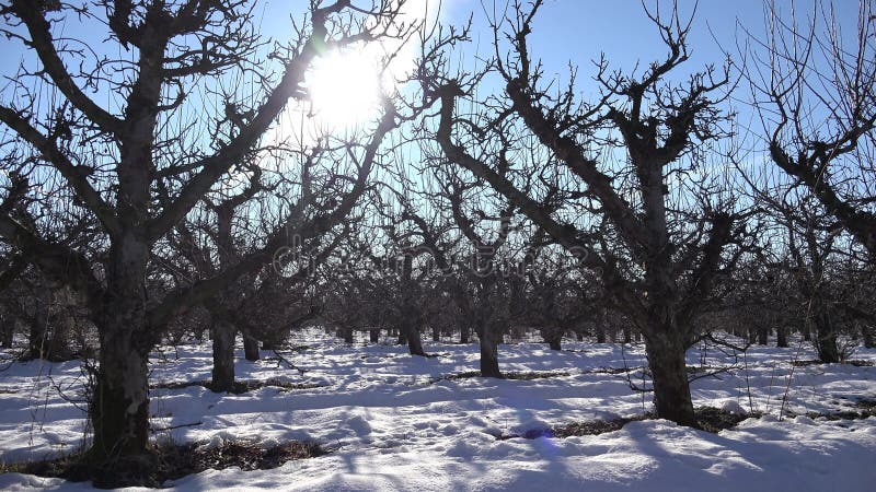 Apple Tree Orchard in Winter, Bio Fruits Farm in Snow, Sun Rays in ...
