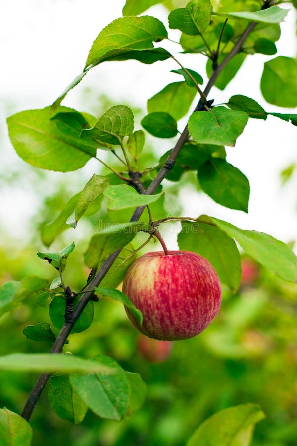 Apple trees orchard stock image. Image of apple, beautiful - 16526701