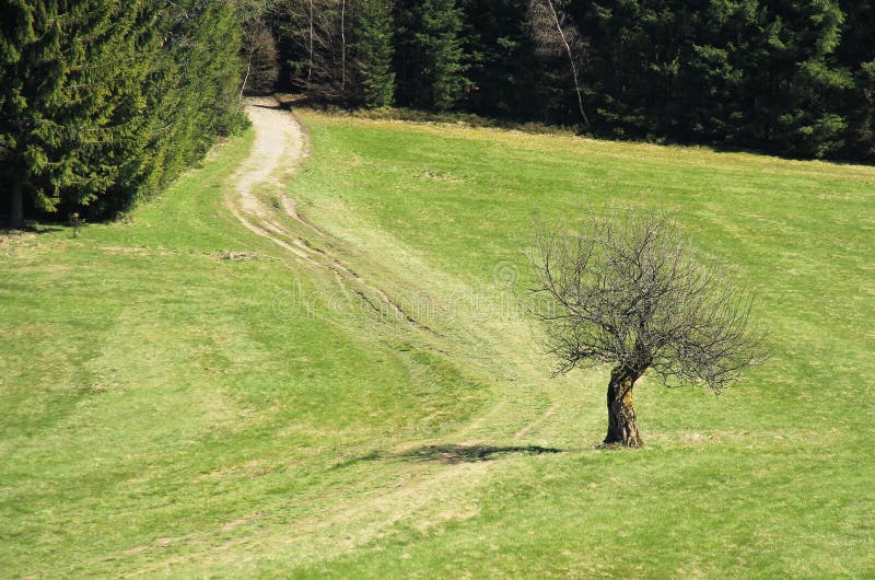 Apple tree at the path stock photo. Image of walk, meadow - 91959204