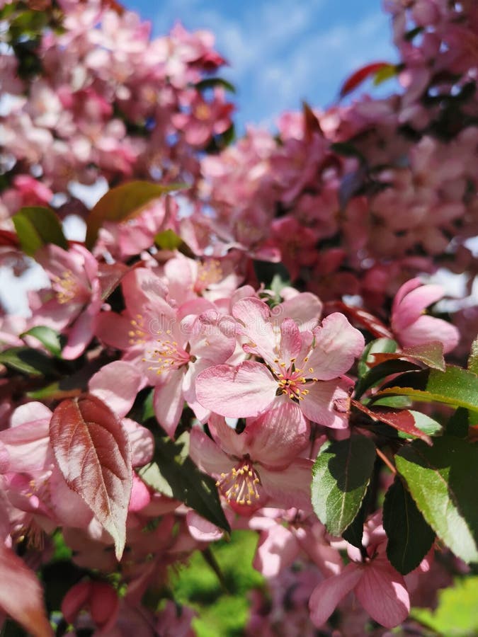 Apple Tree with Pink Flowers on a Background of Green and Blue Sky ...