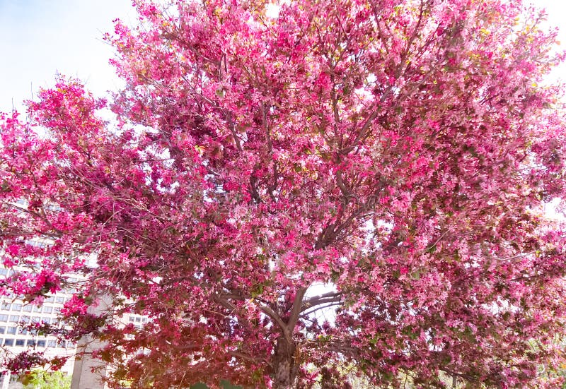 Apple Tree with Pink Flowers Stock Image - Image of gray, green: 207778143
