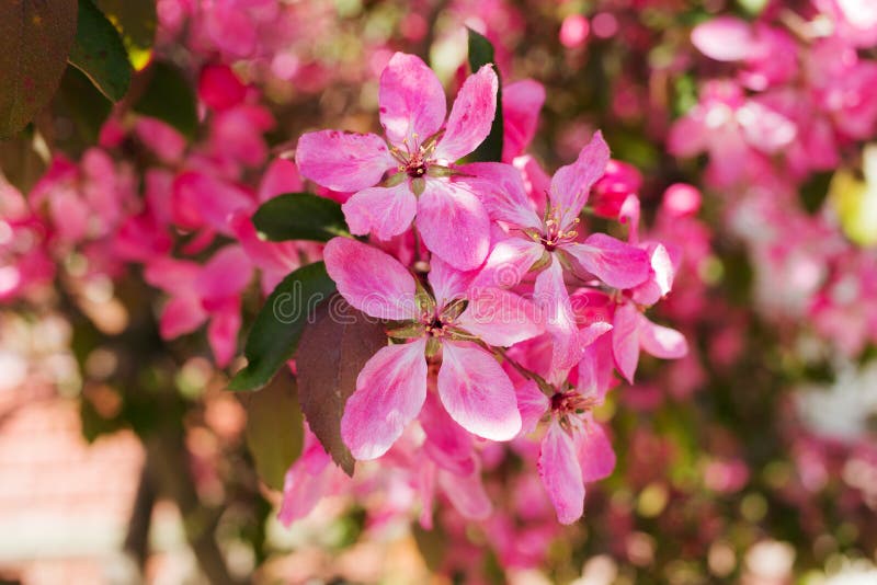 Apple Tree with Pink Flowers Stock Image - Image of plants, blossom ...