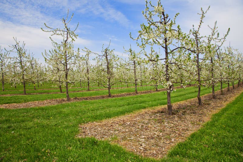 Apple tree plantation stock photo. Image of growth, fruit - 25655400