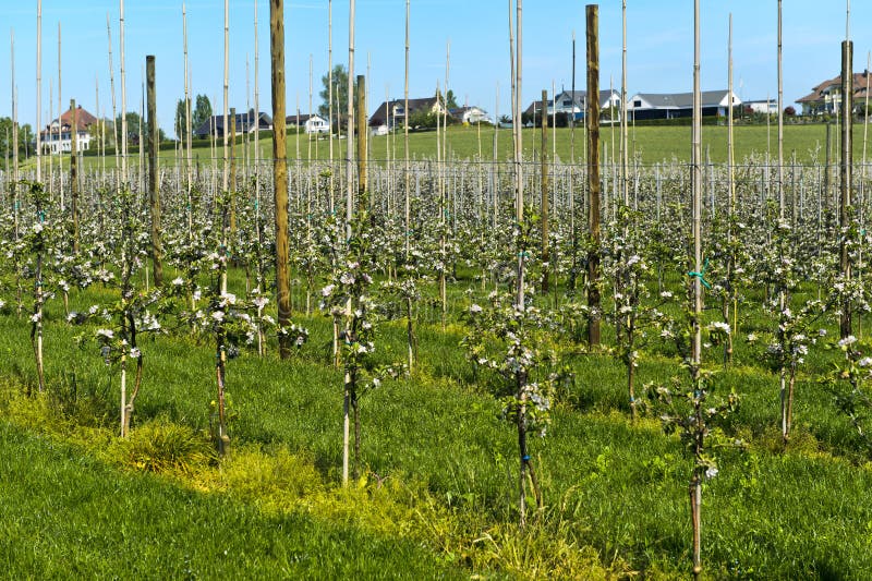 Apple Tree Plantation with Young Trees Stock Photo - Image of domestica ...