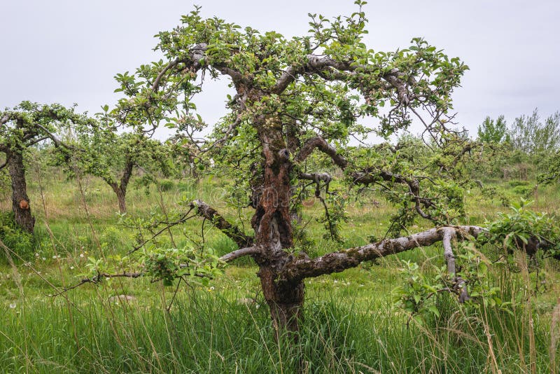 Apple tree in Poland stock image. Image of village, green - 191554977