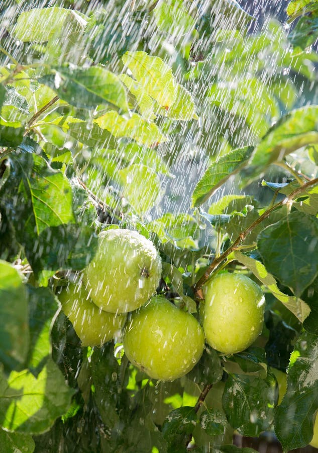 Apple tree stock photo. Image of garden, agriculture - 32720822