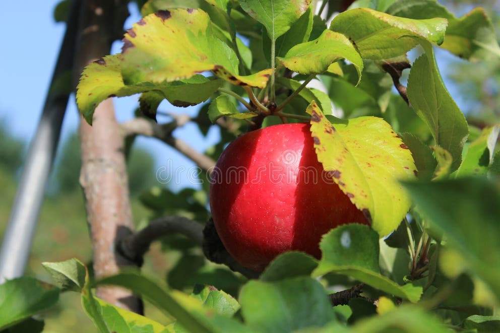 Apple in tree stock image. Image of yellow, petal, harvest - 291495755