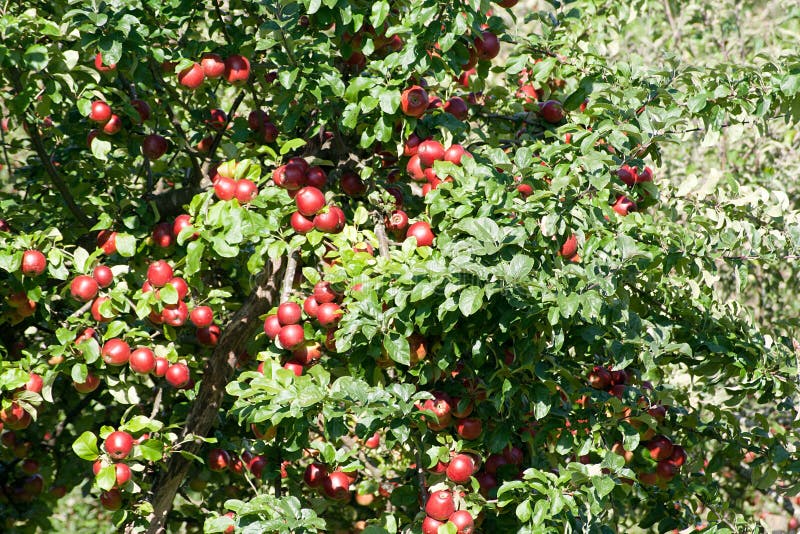 Apple tree with red apples stock image. Image of healthy - 167984859