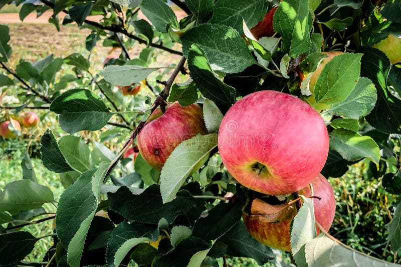 Apple tree with red apples stock image. Image of summer - 185024377