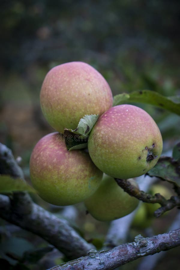 Apple tree with red apples stock photo. Image of fruit - 230395672