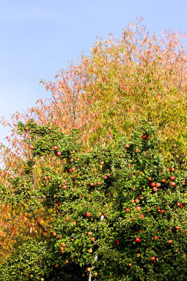 Apple tree with red apples stock image. Image of harvests - 239339555