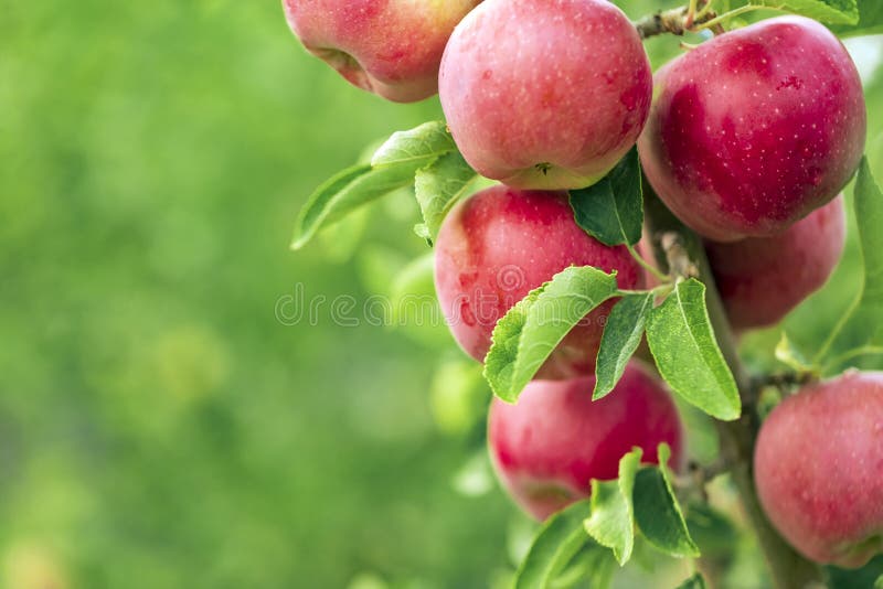 Apple tree with red apples stock photo. Image of picked - 226369936