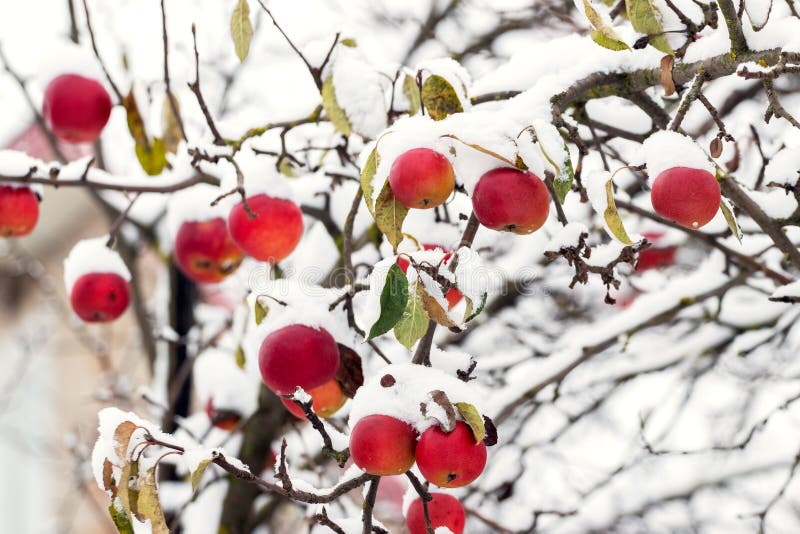 Apple Tree with Red Apples Covered with Snow Stock Image - Image of ...