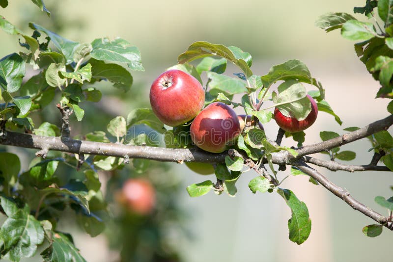 Apple tree with red apples stock image. Image of agriculture - 106824061