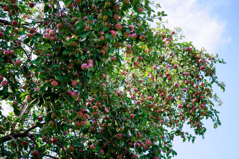Apple Tree with Red Apples in the Garden Stock Image - Image of green ...