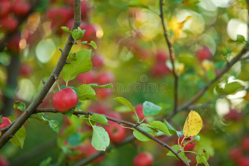Apple tree with red apples stock image. Image of fruit - 145326585