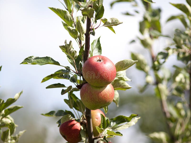 Apple tree with red apples stock image. Image of mellow - 96468749