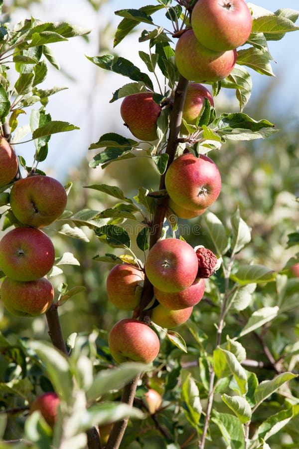 Apple tree with red apples stock photo. Image of health - 96468928