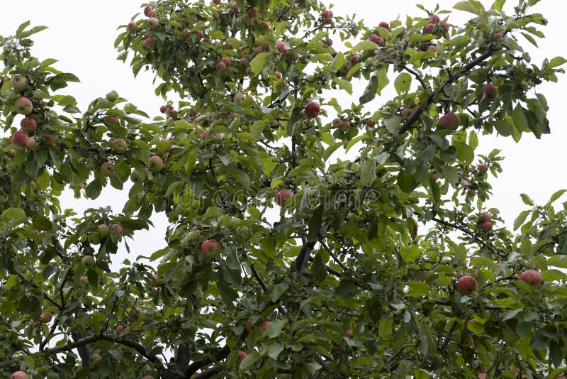 Apple Tree with Red Apples in the Sunset. a Red Apple Grows on a Branch ...