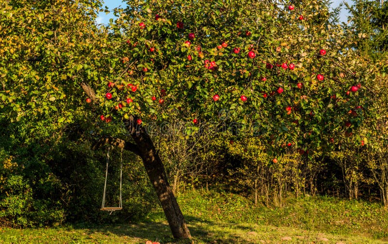 Apple tree with red apples stock photo. Image of august - 91835944