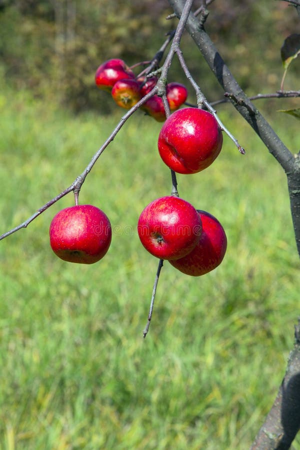 Apple tree with red apples stock image. Image of healthy - 49147713