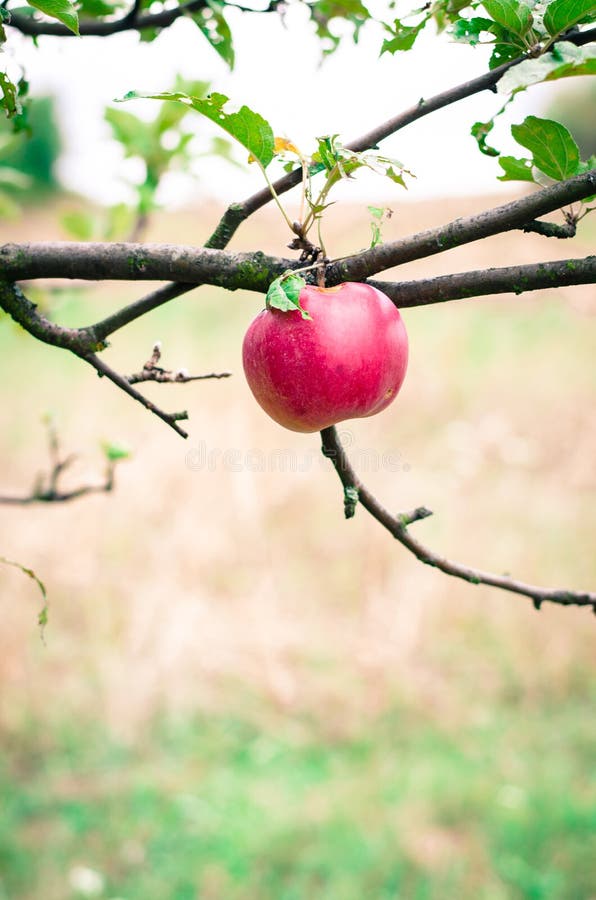 Apple in tree stock image. Image of fruit, nature, apple - 59558991