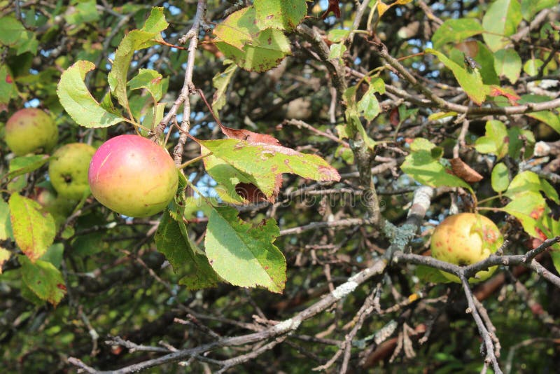 Apple Tree with Red and Gold Apples Stock Photo - Image of healthy ...