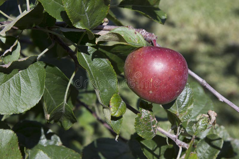 Apple tree stock photo. Image of foliage, garden, freshness - 97392308