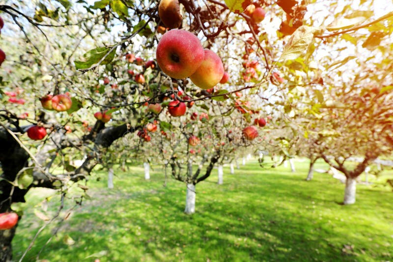 Apple Tree with Ripe Apples, Close-up View Stock Image - Image of green ...