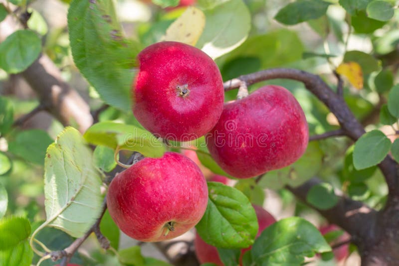 Apple Tree with Ripe Apples in the Garden, Close-up. Fruit Harvest ...